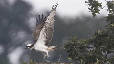 Watch the farm ospreys who ruined Green Man plan - BBC News