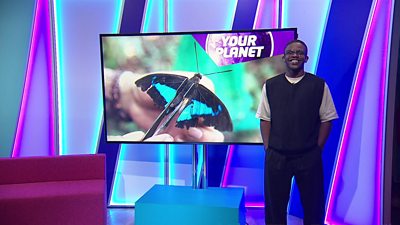 Watch Newsround - BBC Newsround
