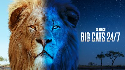 BBC Studios announces series two commission of Big Cats 24/7 ahead of ...