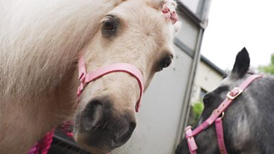 Meet the therapy ponies helping kids to feel calmer - BBC Newsround