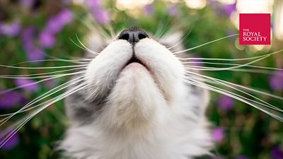 Want to think more critically? Here are five helpful tips - BBC