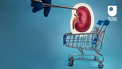 Should healthy people be allowed to sell their kidneys? - BBC