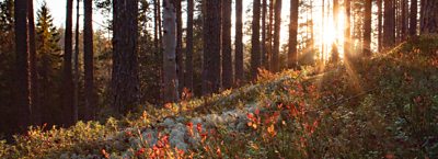 Cosy TV to watch on BBC iPlayer this autumn