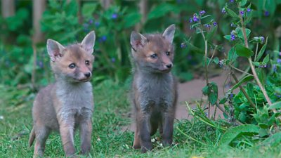 BBC Factual announces Secret Garden, a new Natural History series about ...