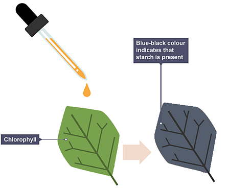 Chlorophyll Diagram For Kids