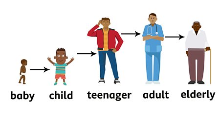 Life Cycle Of A Human Baby