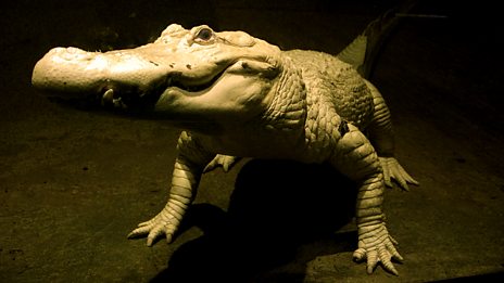 Deadly 60 - Series 1: 16. Louisiana - BBC iPlayer