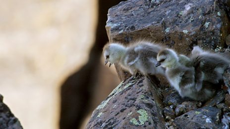Life Story - 1. First Steps - BBC iPlayer