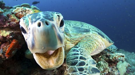 Blue Planet II - Series 1: 3. Coral Reefs - BBC iPlayer