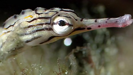 The Blue Planet - 6. Coral Seas - BBC iPlayer