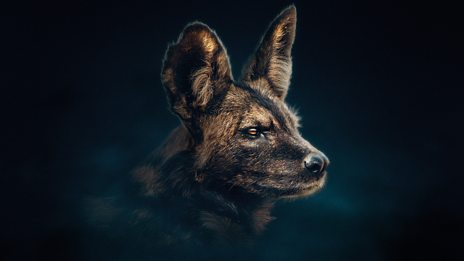 Dynasties - Series 1: 4. Painted Wolf - BBC iPlayer