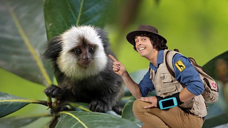 Andys Safari Adventures - Series 1: 19. Andy and the Marmosets - BBC ...