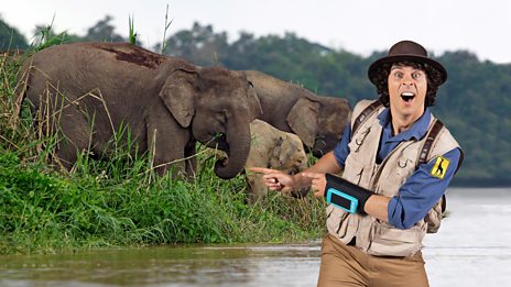 Andy's Safari Adventures - Series 1: 40. Andy and the Asian Elephants ...