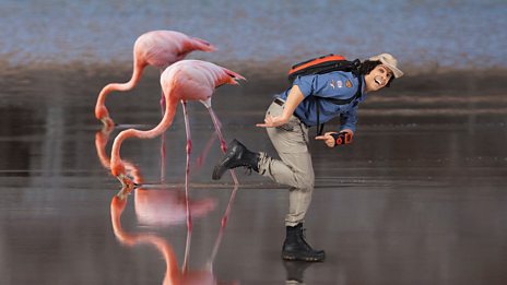 Andy's Wild Adventures - Series 1: 8. Flamingos - BBC iPlayer