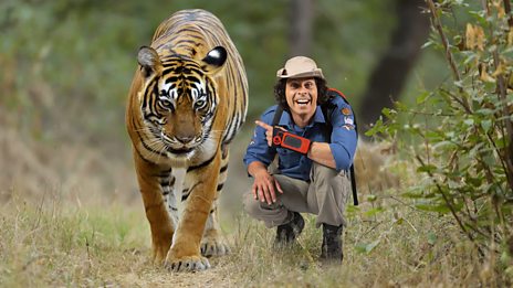 Andy's Wild Adventures - Series 2: 4. Tigers - BBC iPlayer