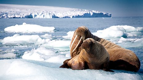 Blue Planet II - Series 1: 1. One Ocean - BBC iPlayer