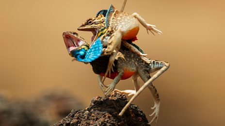 Seven Worlds, One Planet - Series 1: 2. Asia - BBC iPlayer