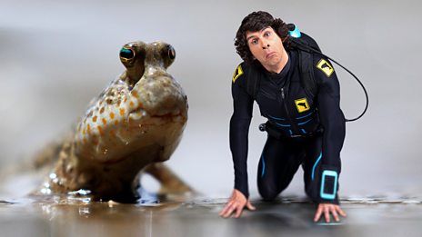 Andys Aquatic Adventures - Series 1: 3. Andy and the Mudskippers - BBC ...