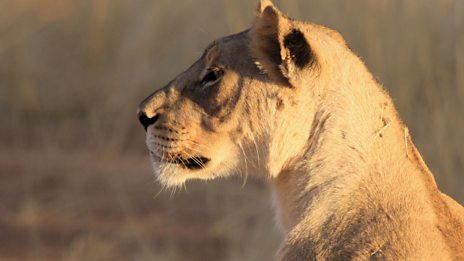 Deadly 60 - Series 2: 22. Tracks and Signs - BBC iPlayer