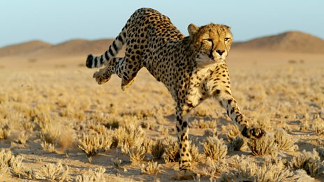 Big Cats - Series 1: Episode 1 - BBC iPlayer