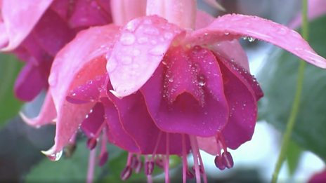 The A to Z of TV Gardening - Original Series: 6. Letter F - BBC iPlayer