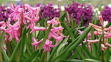 The A to Z of TV Gardening - Original Series: 8. Letter H - BBC iPlayer