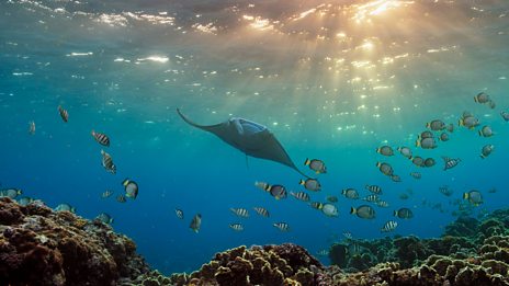 A Perfect Planet - Series 1: 4. Oceans - BBC iPlayer