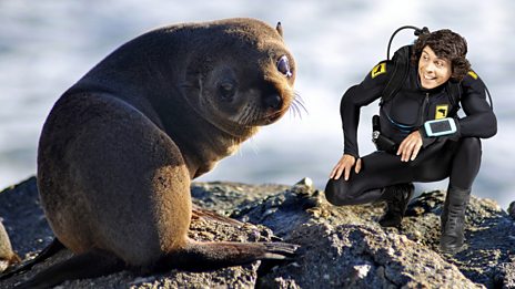 Andy's Aquatic Adventures - Series 2: 2. Andy and the Fur Seal Pup ...