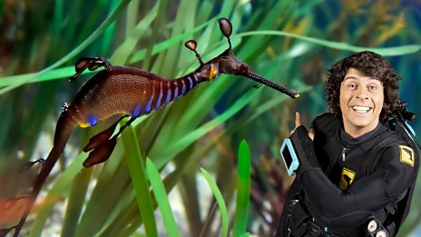Andy's Aquatic Adventures - Series 2: 5. Andy and the Weedy Sea Dragon ...