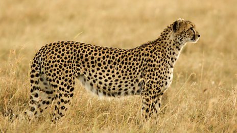 The Mating Game - Series 1: 1. Grasslands: In Plain Sight - BBC iPlayer