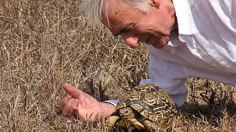 The Life of Mammals - 4. Chisellers - BBC iPlayer