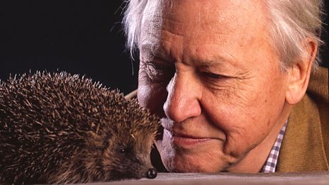 The Life of Mammals - 8. Life in the Trees - BBC iPlayer