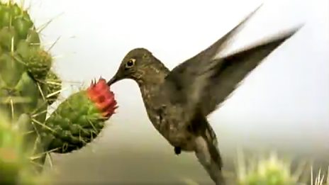 The Life of Birds - 2. The Mastery of Flight - BBC iPlayer