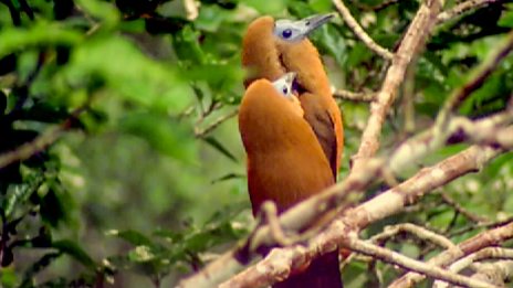 The Life of Birds - 7. Finding Partners - BBC iPlayer