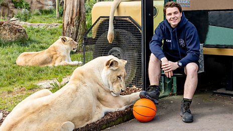 One Zoo Three - Series 2: 2. Sports Day - BBC iPlayer