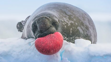 Frozen Planet II - Series 1: 1. Frozen Worlds - BBC iPlayer