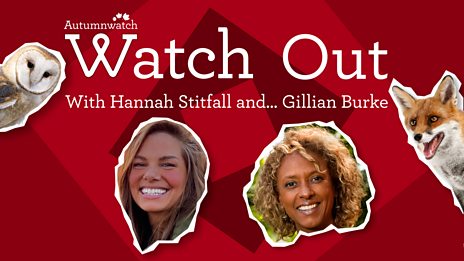 BBC iPlayer - Autumnwatch - Watch Out with Hannah Stitfall and Gillian Burke