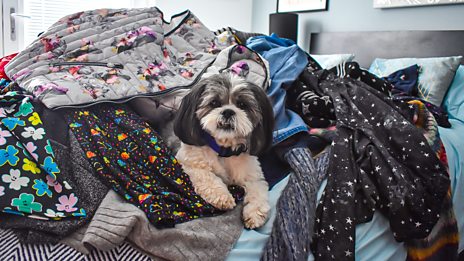 Dog Squad - Series 1: 4. Mission: Party Time - BBC iPlayer