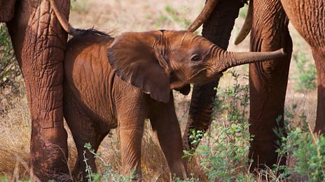 Natural World - Short Versions: Planet Earth: An Elephant's Tale - BBC ...