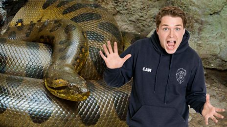 One Zoo Three - Series 3: 8. Animal Superstars - BBC iPlayer