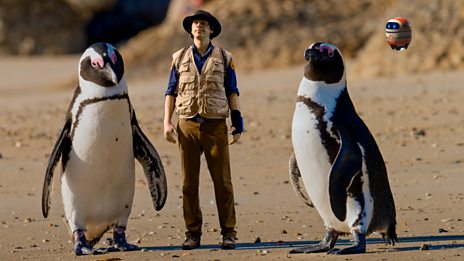 Andys Global Adventures - Series 1: 8. Andy and the African Penguins ...
