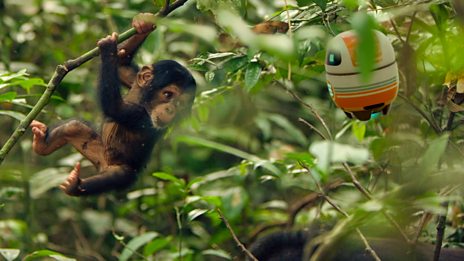 Andy's Global Adventures - Series 1: 13. Andy and the Chimpanzees - BBC ...