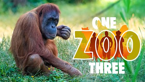 BBC iPlayer - CBeebies - Featured