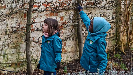 Ranger Hamzas Eco Quest - Minis: 6. Dead Wood Hedge - BBC iPlayer