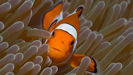 Life - 4. Fish - BBC iPlayer