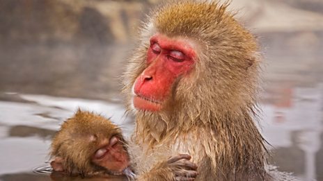 Life - 10. Primates - BBC iPlayer