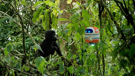 Andys Global Adventures - Series 2: 11. Andy and the Mountain Gorillas ...