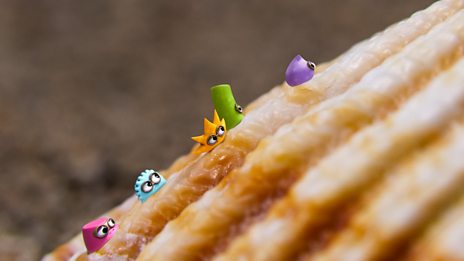 Tiny Wonders - Series 3: 5. Seashell - BBC iPlayer