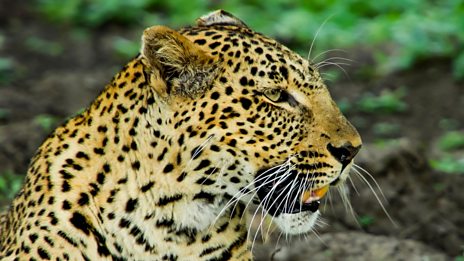 Deadly 60 - Series 5: 2. Big Cat Special - BBC iPlayer