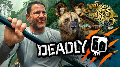 Watch CBeebies live - BBC iPlayer